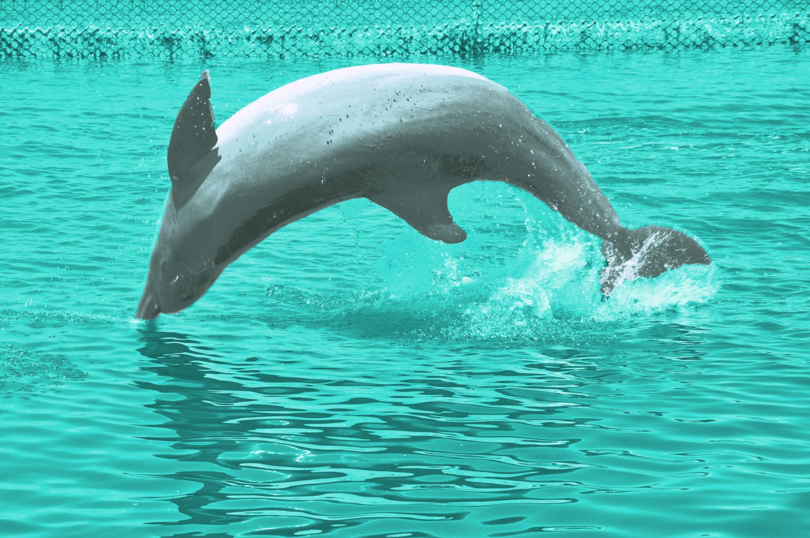 FAQ’s Part II B “Dolphin Dancing” – Judi D. Winters